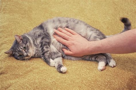Bloating In Cats Our Vet Explains Causes Signs And Care Tips Catster