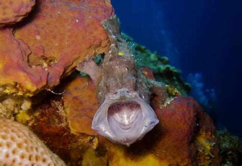 Longlure Frogfish Facts Diet Habitat And Pictures On Animaliabio