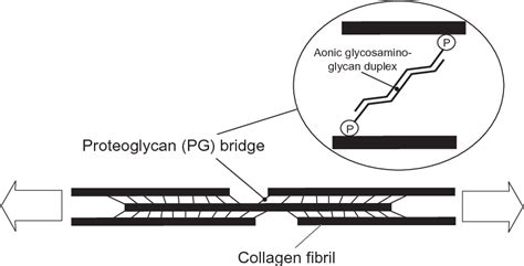 Figure 1 From An Irreversible Constitutive Model For Fibrous Soft