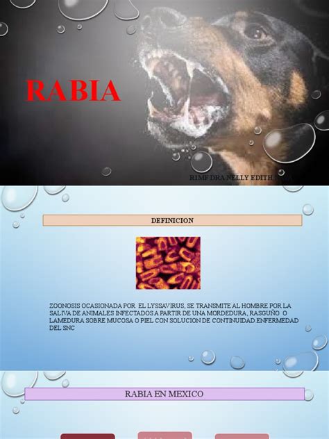 Exposicion Rabia Pdf Rabia Enfermedades Y Trastornos