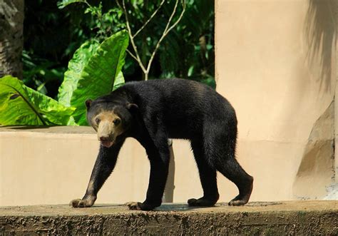 Sun Bear Lombok Wildlife Park