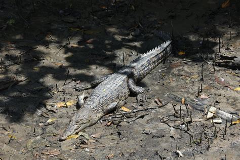 Shirtlessanimeboys Photos Download The Best Free Shirtlessanime