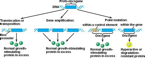 Proto Oncogene Html 18 20oncogenemutation L 