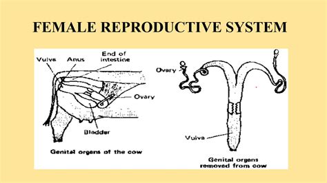Female Cow Reproductive System