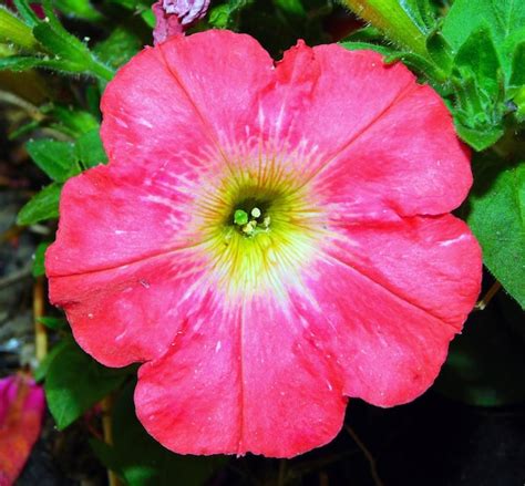 Premium Photo Mirabilis Flower