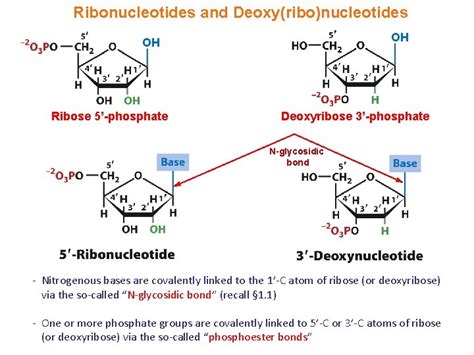 Iv Nuclear Biochemistry 4 1 Nucleotides 4 1