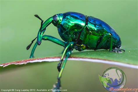 The Many Faces Of Weevils The Panama Adventure