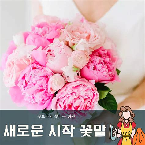새로운 시작 꽃말 작약 키우기 씨앗 구근 탐스러운 꽃 네이버 블로그