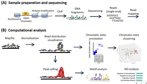 Chromatin Immunoprecipitation Chip Assay Service Profacgen