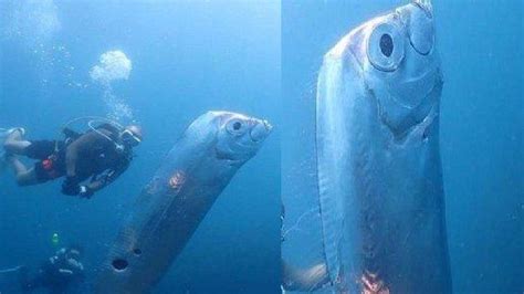 Berita Apa Itu Ikan Oarfish Terbaru Hari Ini
