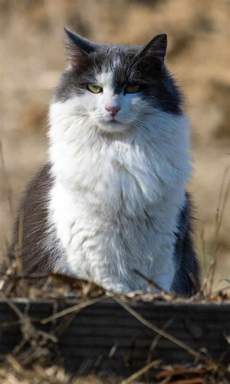 Bicolor Cats Cat Explore