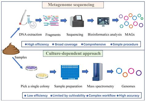 Unlocking The Potential Of Metagenomics With The Pacbio High Fidelity