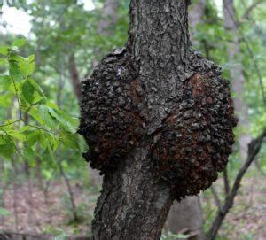 5 Types Of Tree Bark Fungus And What To Do Brockley Tree Service