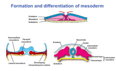Lateral Plate Mesoderm
