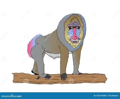 Mandrill Or Baboon Specimen Standing On Four Legs Cute Exotic Red