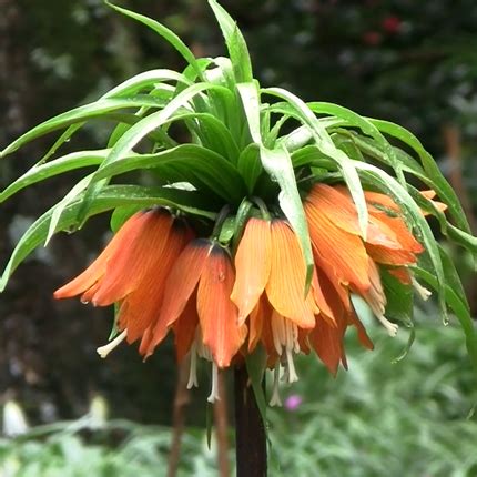 Рябчики: виды и сорта, выращивание и уход - Flowers.ua