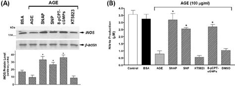 Effects Of NO Donors PKG Inhibitor And PKG Activator On AGE Blocked Download Scientific