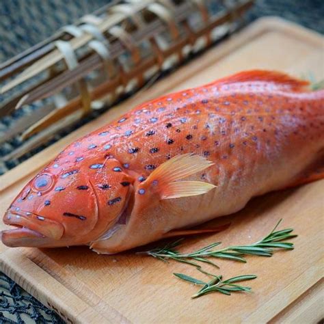 Buy Fresh Red Grouper Online At Ninja Food Singapore