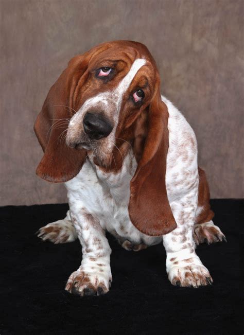 Adorable Basset Hound Portraits