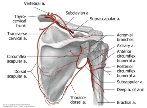 Dorsal Scapular Artery