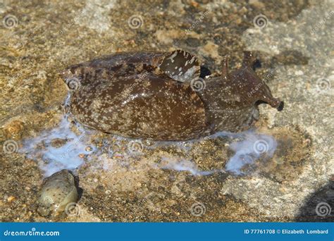Sea Snail Without A Shell Stock Photo Image Of Fish