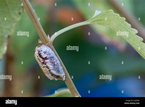 Praying Mantis Egg Case Ootheca On A Plant Stem In A Southern