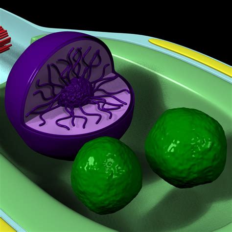 Human Sperm Cell Structure 3d Model 79 Ma Obj Fbx Free3d