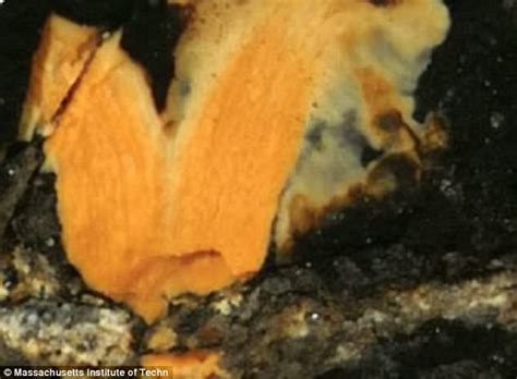 Fossil Of 48 MILLION Year Old Species Of Bird Discovered Daily Mail Online