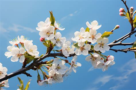 春季盛开的梨花高清图片下载 正版图片600340769 摄图网