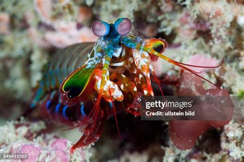 Mantis Shrimp Odontodactylus Scyllarus Raja Ampat West Papua
