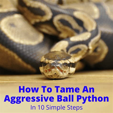 How To Tame An Aggressive Ball Python In 9 Simple Steps