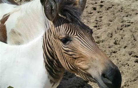 این حیوان عجیب و غریب حاصل جفت گیری اجباری گورخر نر با یک اسب ماده است عکس