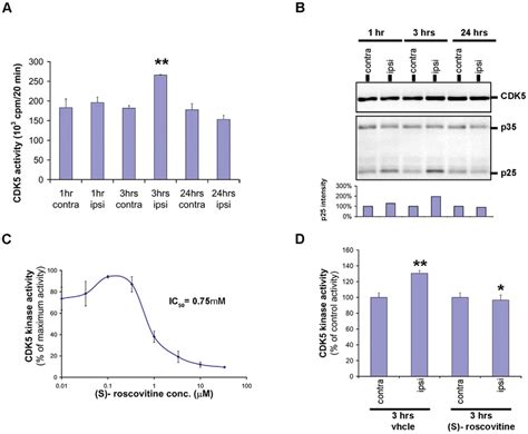 S Roscovitine Inhibits The Increase Of Cdk5 Activity In 3 Hrs Pmcao Download Scientific
