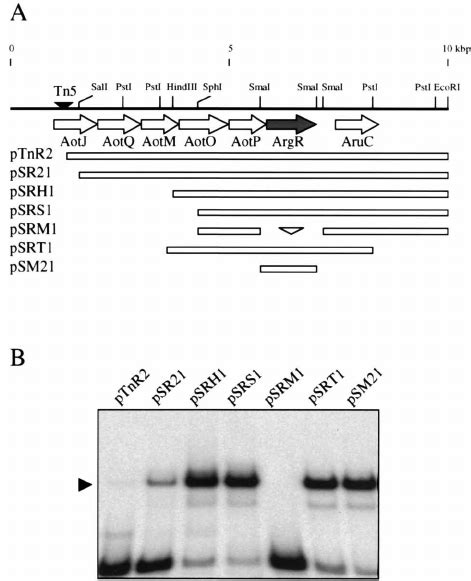 A Partial Restriction Map And Schematic Drawing Of Subclones And