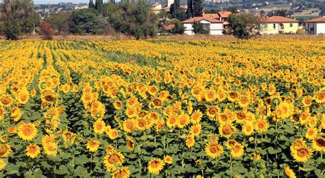 Sonneblom Se Genoom Groter As Mens Sn Netwerk24