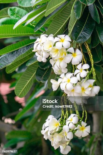 나무에 흰색 플루메리아 루브라 꽃 Frangipani 스파 꽃 배경 0명에 대한 스톡 사진 및 기타 이미지 0명 건강관리와 의술 관광 리조트 Istock