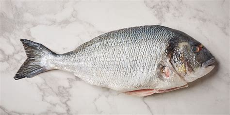White Bream Fish Sea Bream Sparus Aurata Fresh And Frozen Options
