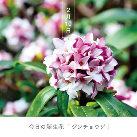 かわいいは鈍器 On Twitter Rt 543life 今日の誕生花は「ジンチョウゲ／沈丁花」。 花言葉は「永遠」です。 白や薄紅
