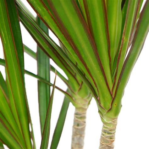 Dracaena Marginata Boby La Plante Bobylaplante