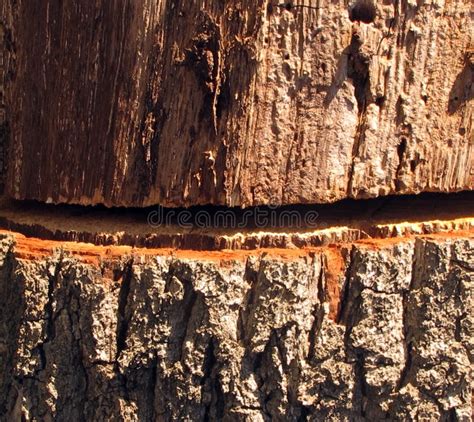 An Old Tree Is Being Cut Stock Image Image Of Dead Firewood