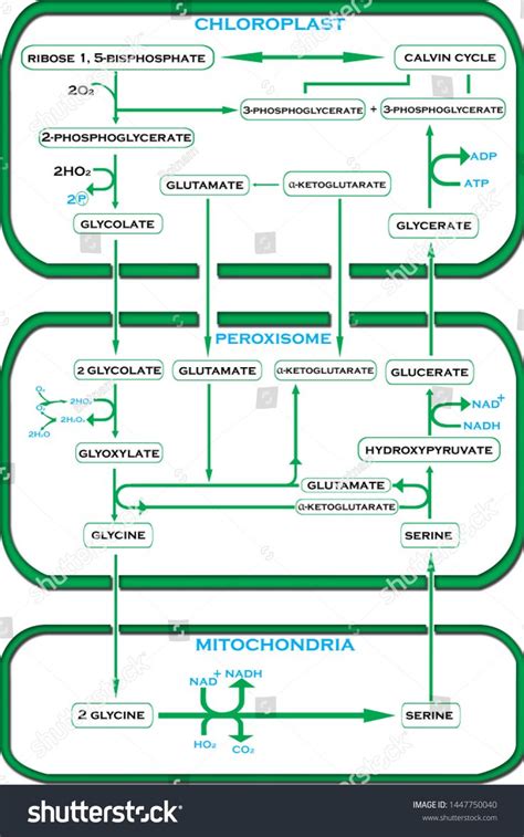 Photorespiration Or C2 Cycle