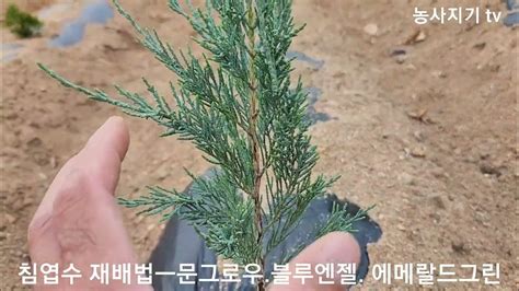 침엽수 재배법 문그로우블루엔젤에머랄드그린블루아이스 Youtube