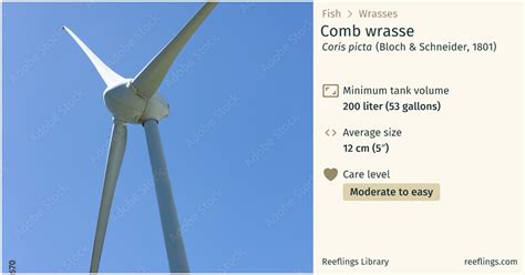 Comb Wrasse · Coris Picta · Reeflings Library