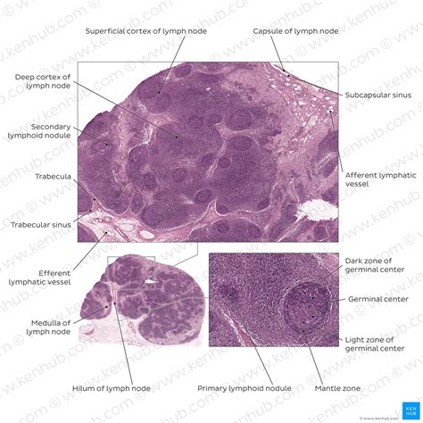 Histology Lymph Node Lymph Nodes Lymphatic System