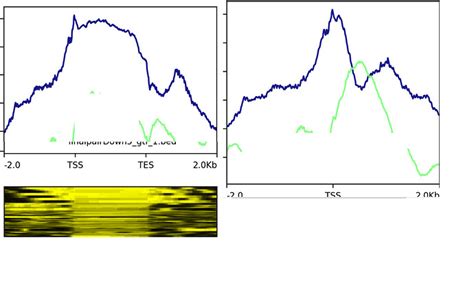 Why The Tss Reference Point Vs Scale Region Pattern Very Different Chip Seq Galaxy
