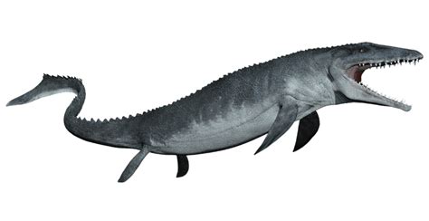 Mosasaurus Facts And Pictures