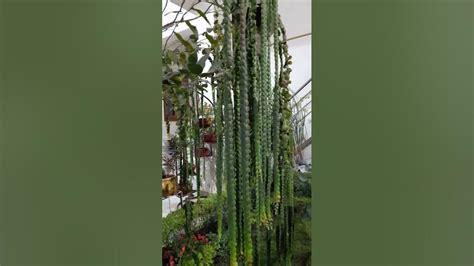 लोद्रमphyllodium Pulchellumfabaceae Showy Desmodium Traditional