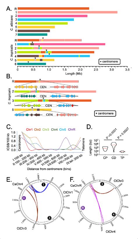 Genome Wide Mapping Of Interchromosomal Synteny Breakpoints In C