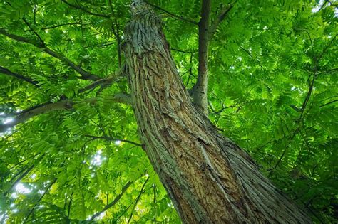 How To Dry A Tree With Bleach Global Gardening Secrets