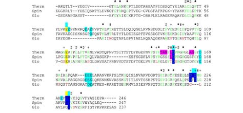 sequence alignment of t elongatus msp therm spinach msp spin and